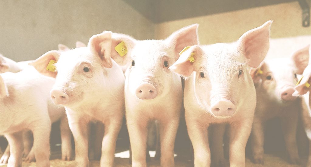 DanBred | Your Business Our DNA