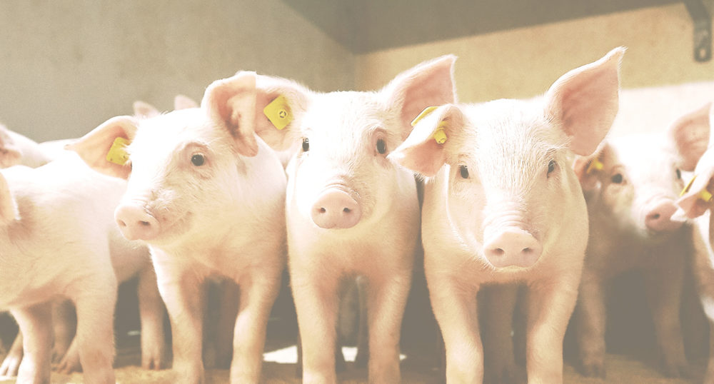 DanBred | Your Business Our DNA