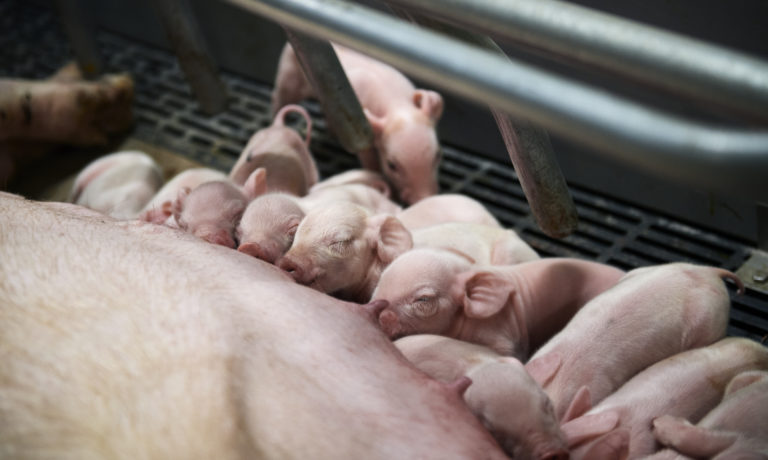 DanBred selects sows with the greatest litter weight gain | News ...