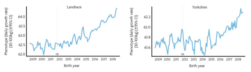Breeding for robustness in pigs: Conformation | News | Productivity ...