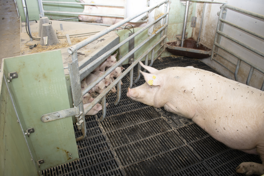 Prepare the creep pre-farrowing instead of creep training | News ...