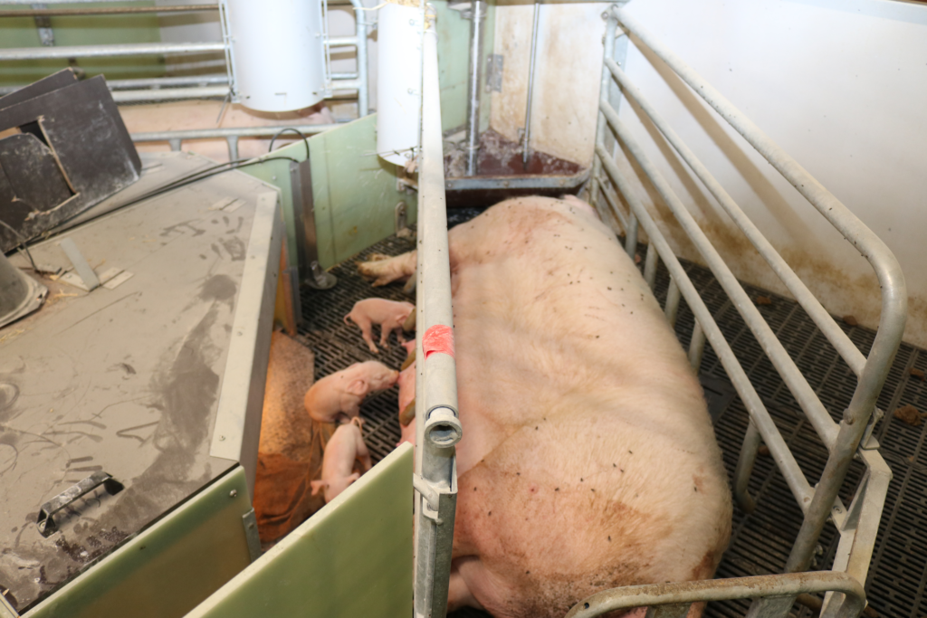 Prepare the creep pre-farrowing instead of creep training | News ...