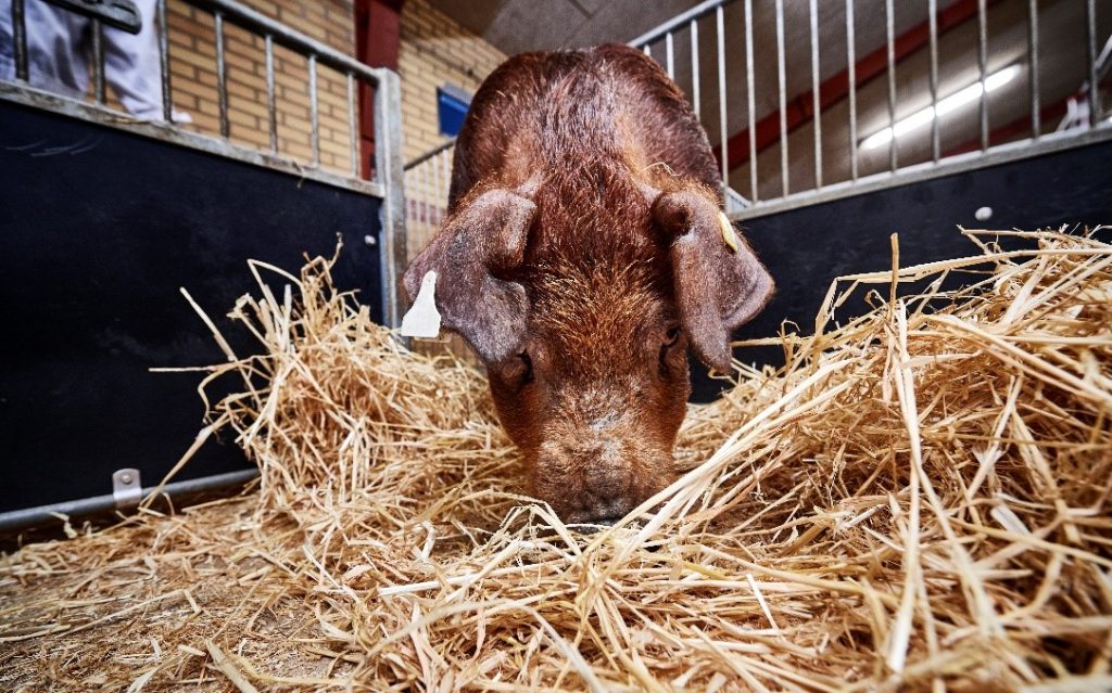 Gastric ulcers in swine – A serious welfare and health problem in pig ...