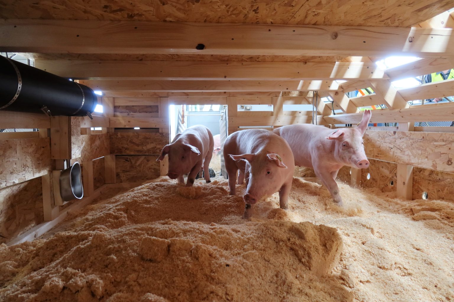 Largest Chinese order to date: DanBred delivers 2,200 breeding animals ...