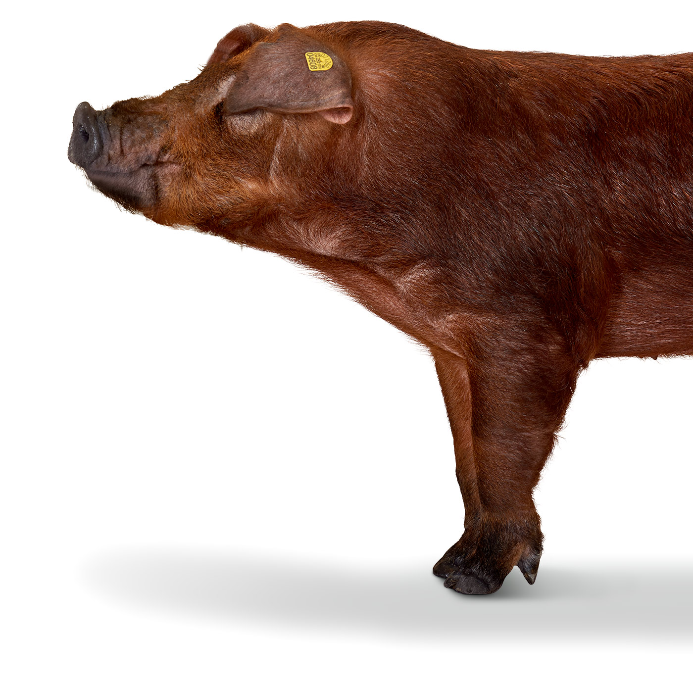 Duroc | DanBred