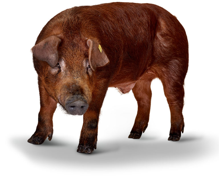 Duroc | DanBred