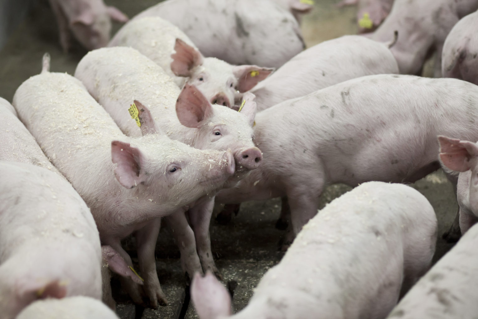 The future of slaughter pigs looks increasingly productive | News ...