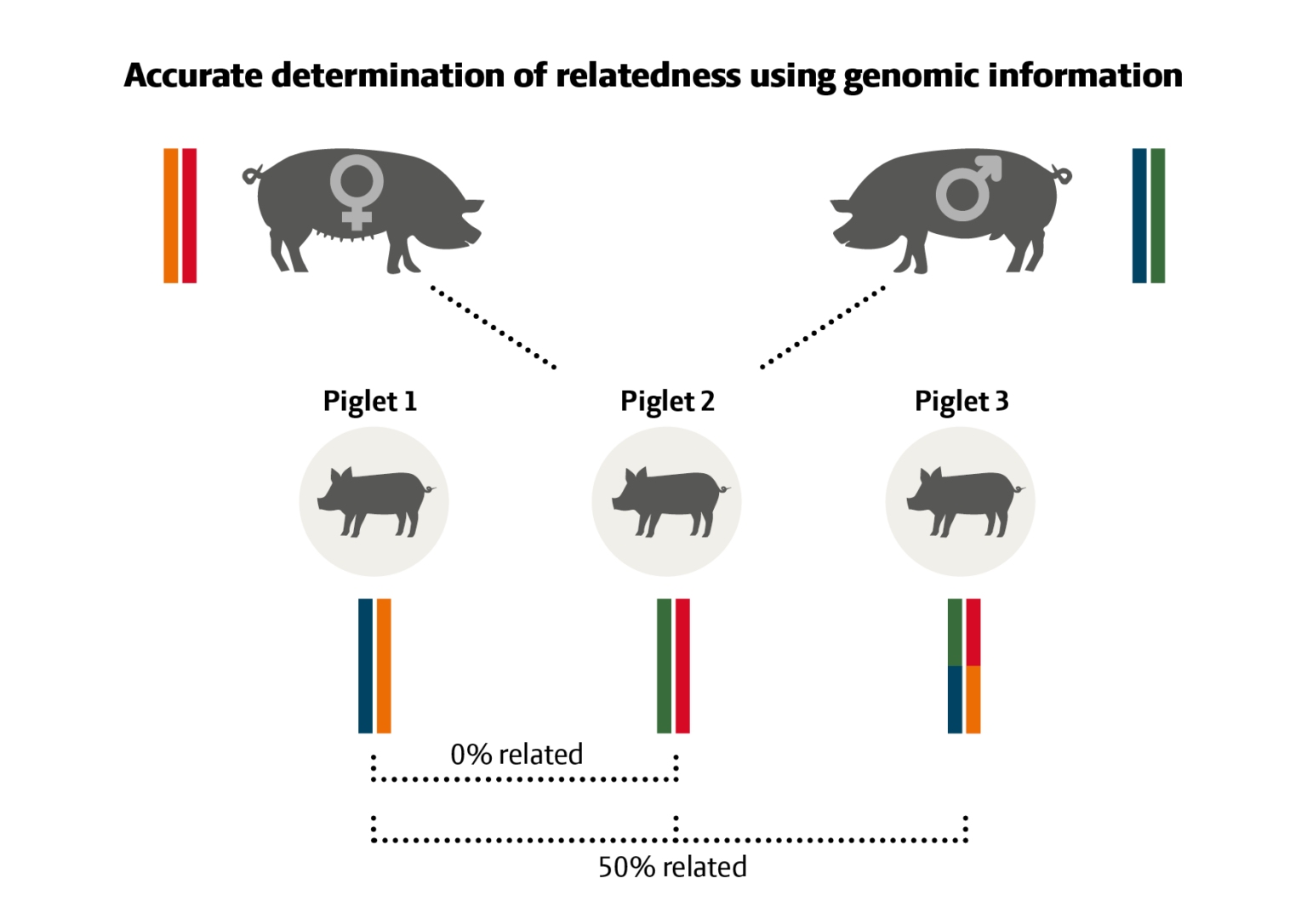 10 years of genomic selection: A quantum leap for pig breeding | News ...