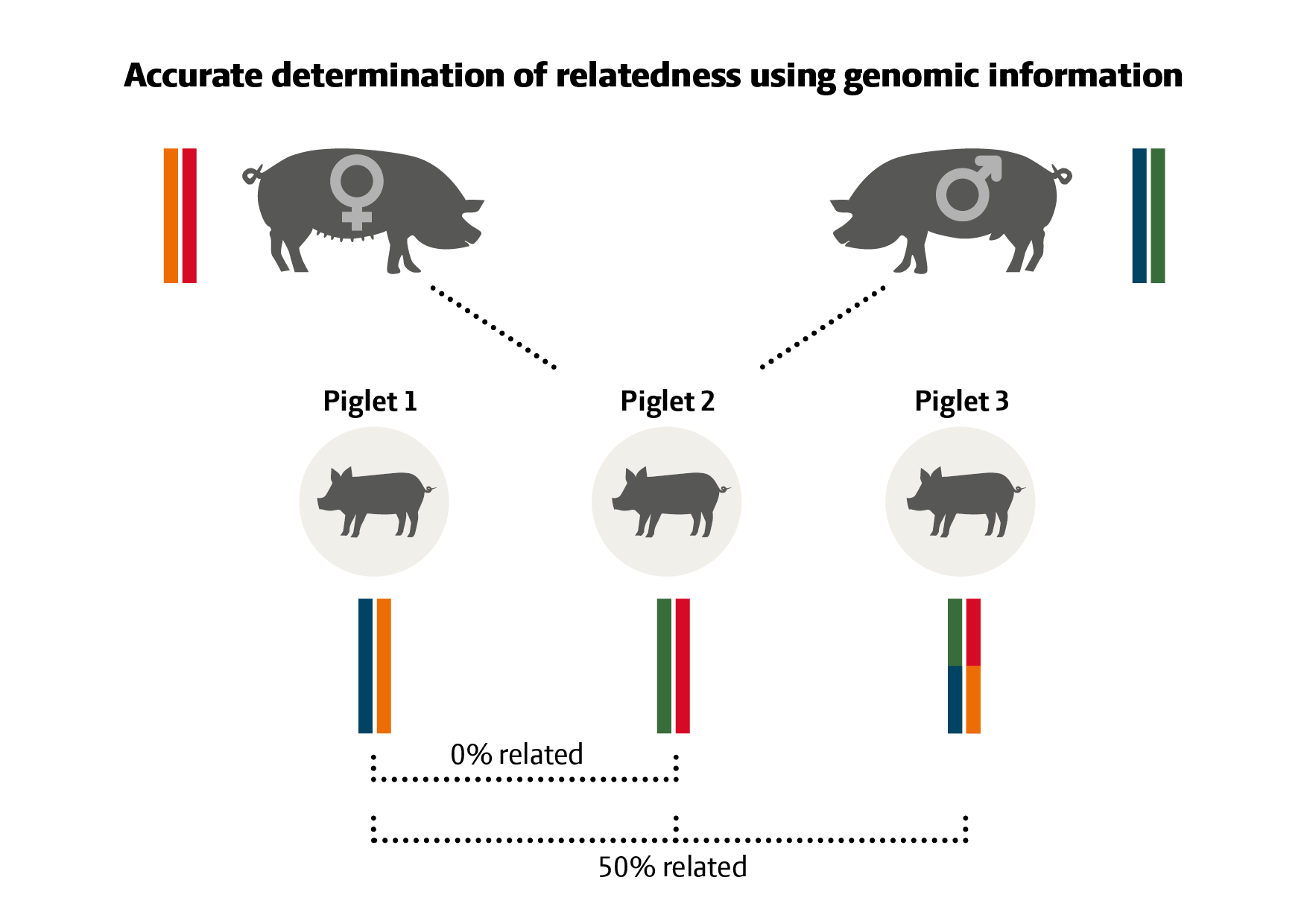 10 years of genomic selection: A quantum leap for pig breeding | News ...
