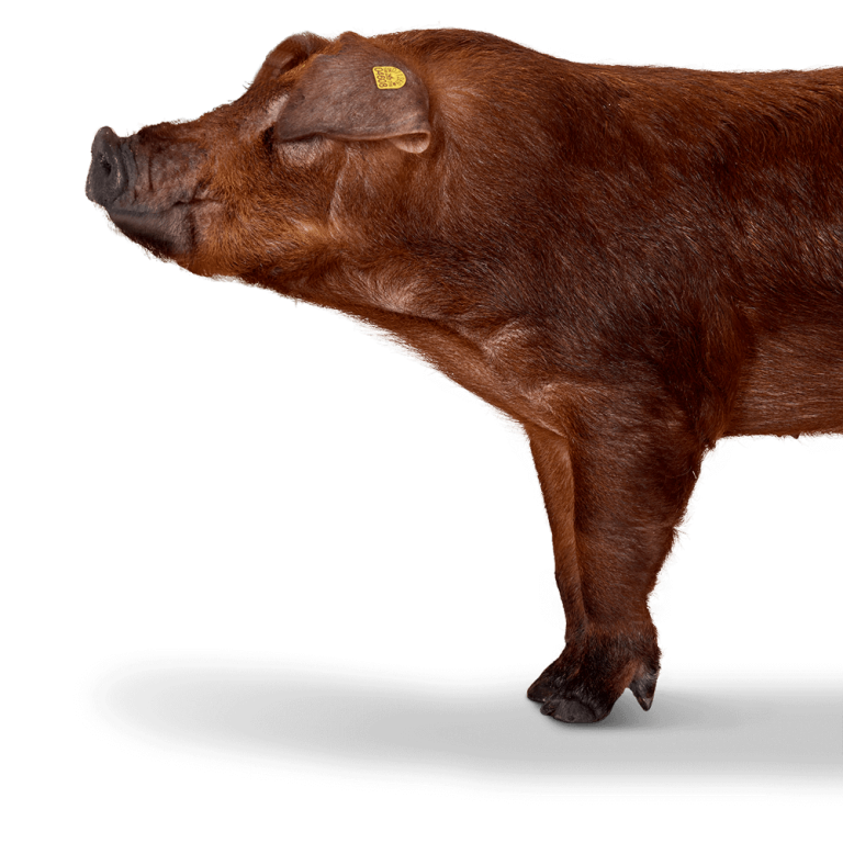 Duroc | DanBred