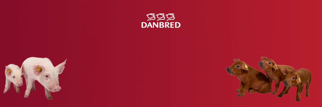 WE ARE ALWAYS LOOKING FOR TALENTED COLLEAGUES | DanBred
