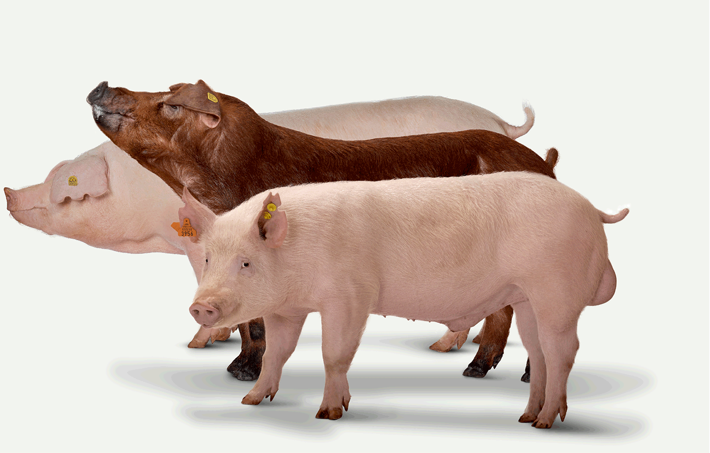 Resultados documentados | DanBred