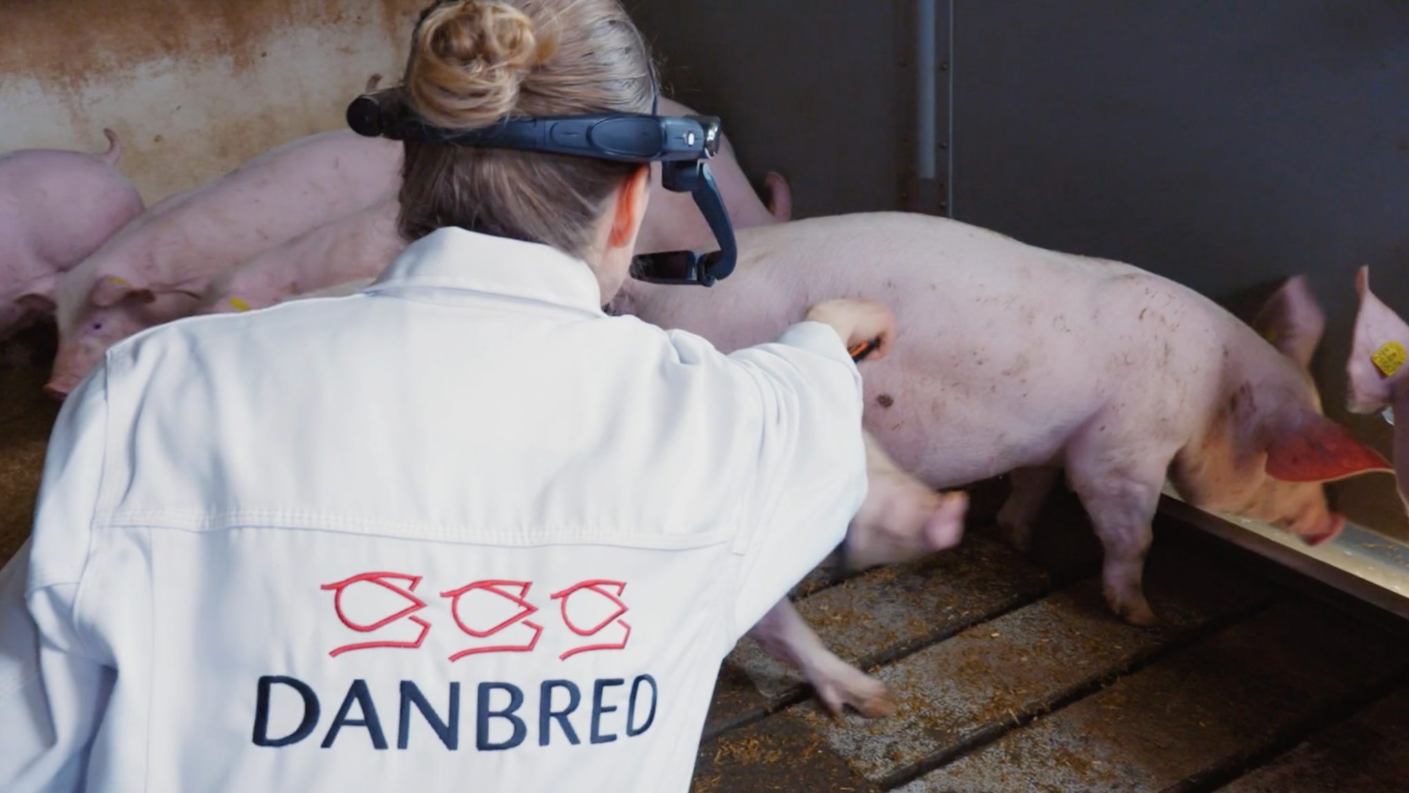 DanBred is first in the industry with a new innovative tool | News | Press