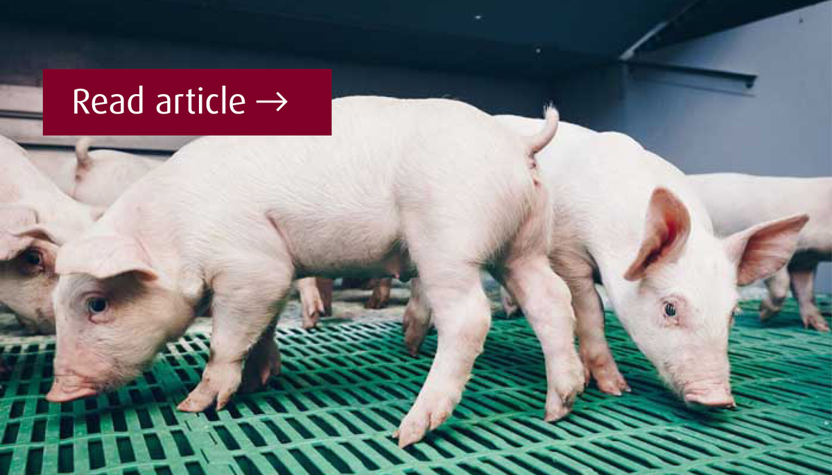 Proper Feeding and Animal Welfare Practices = Healthy Animals | News ...