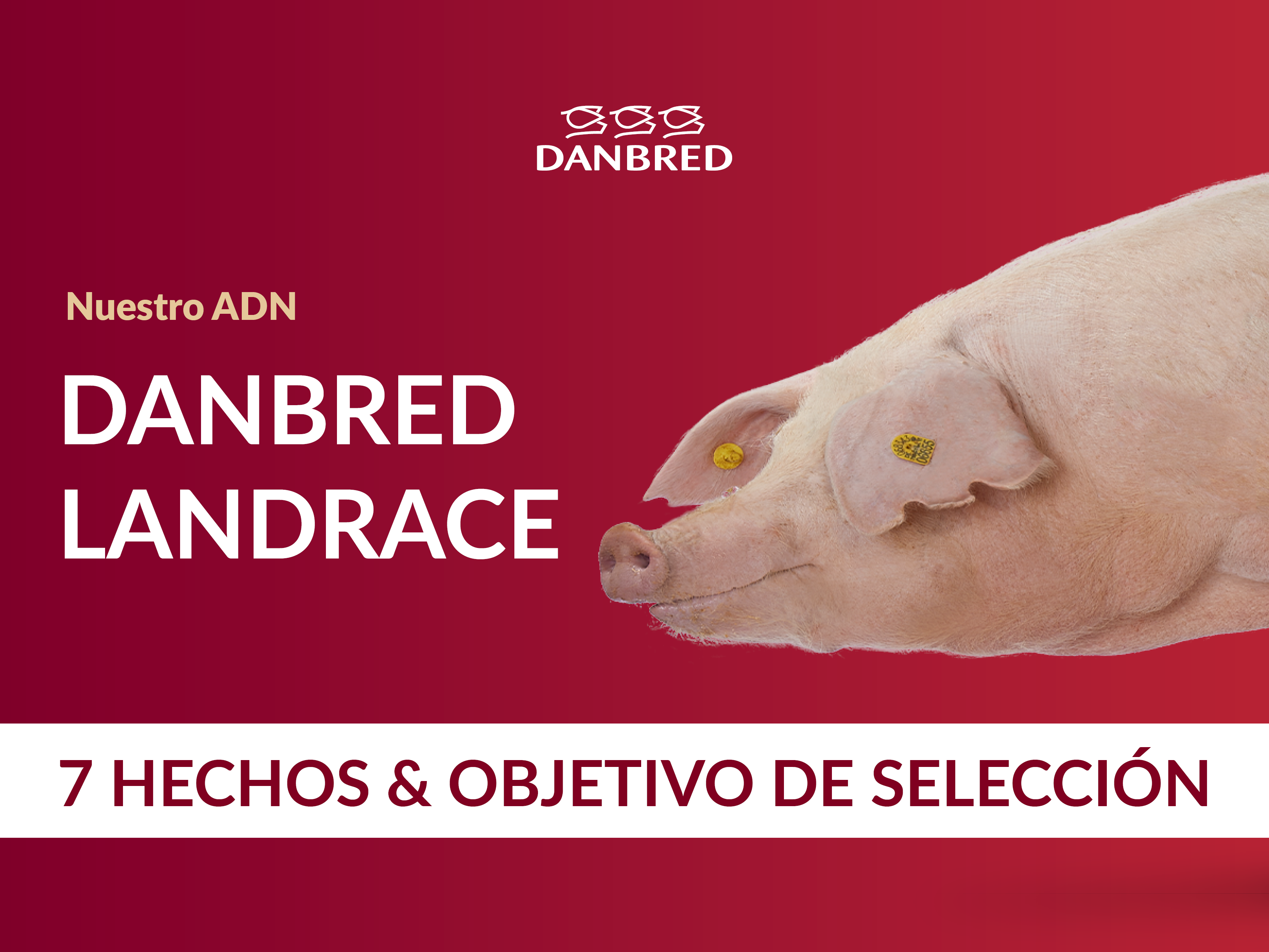 Landrace | DanBred