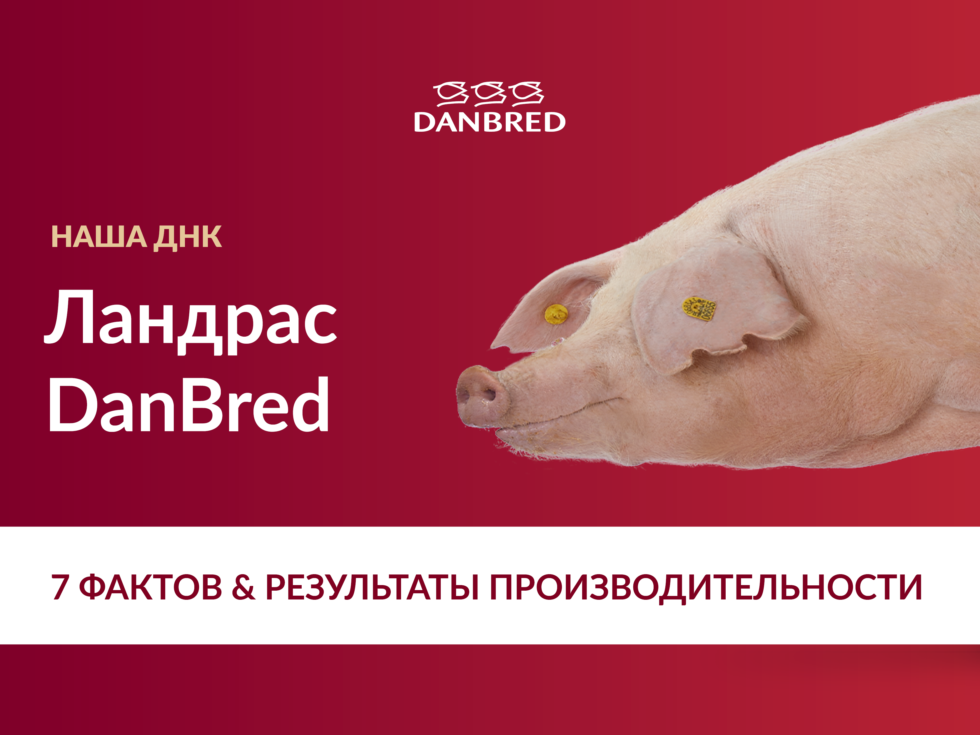 Ландрас | DanBred