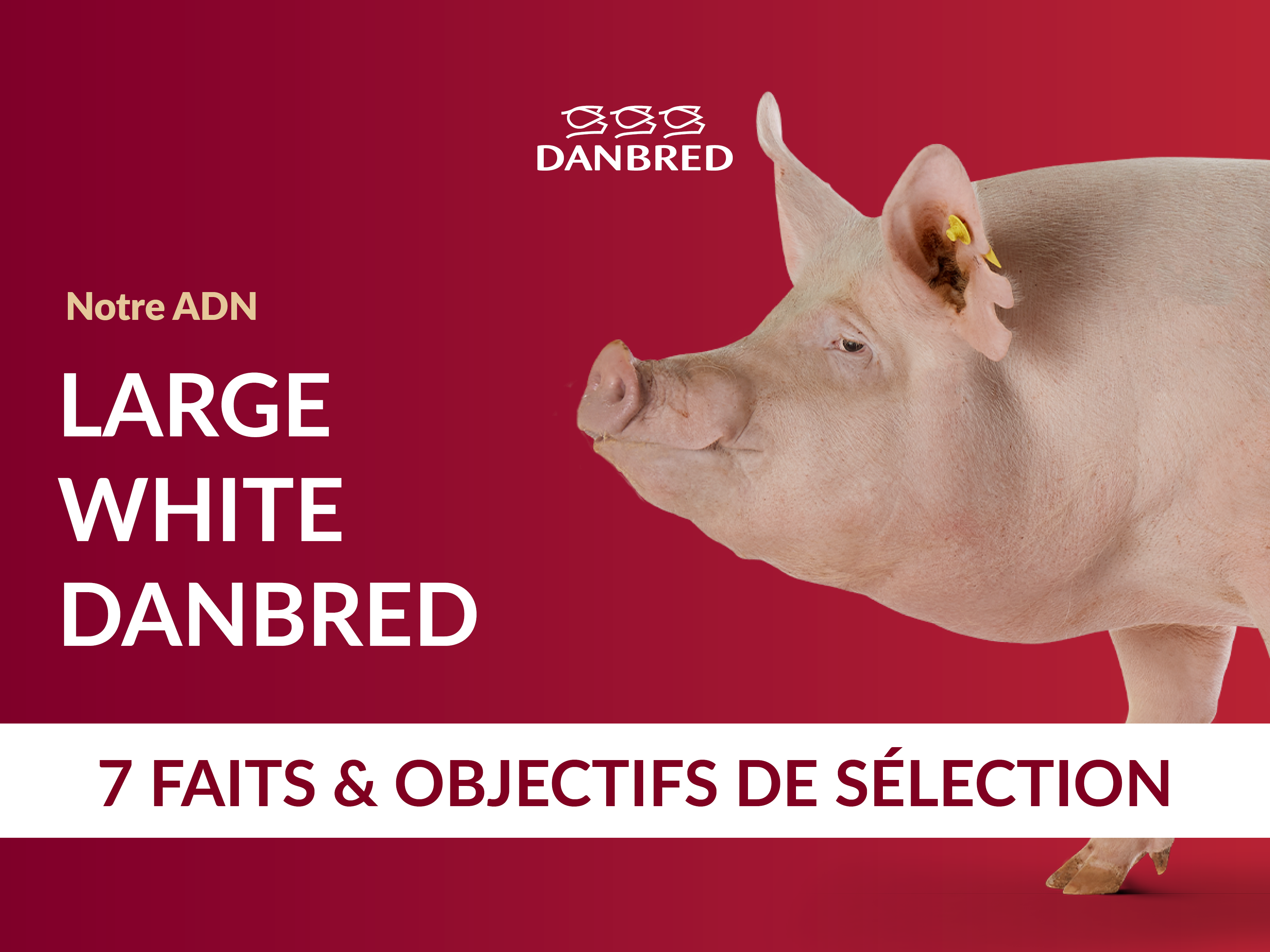Large White DanBred