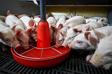 Pig Finisher Manual | DanBred