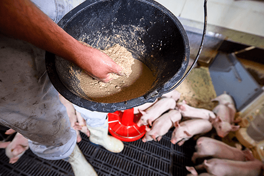 Pig Finisher Manual | DanBred