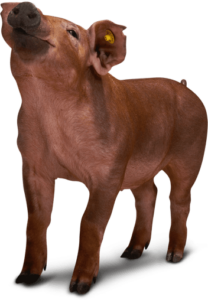 About DanBred | DanBred