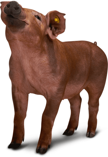 About DanBred | DanBred