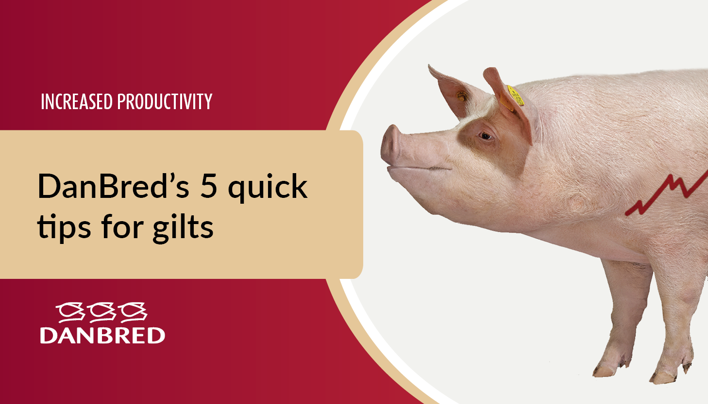 DanBred's 5 quick tips for gilts | DanBred