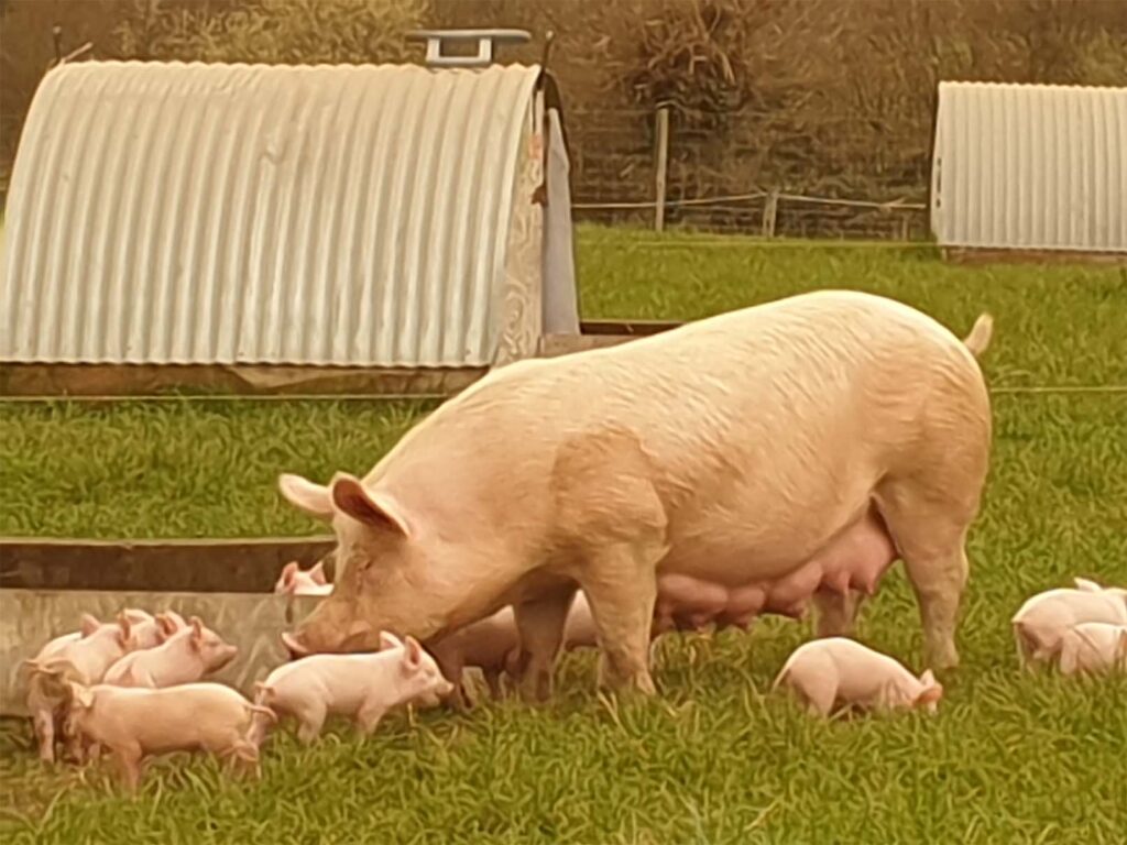 La génétique DanBred est idéale en production biologique | News ...