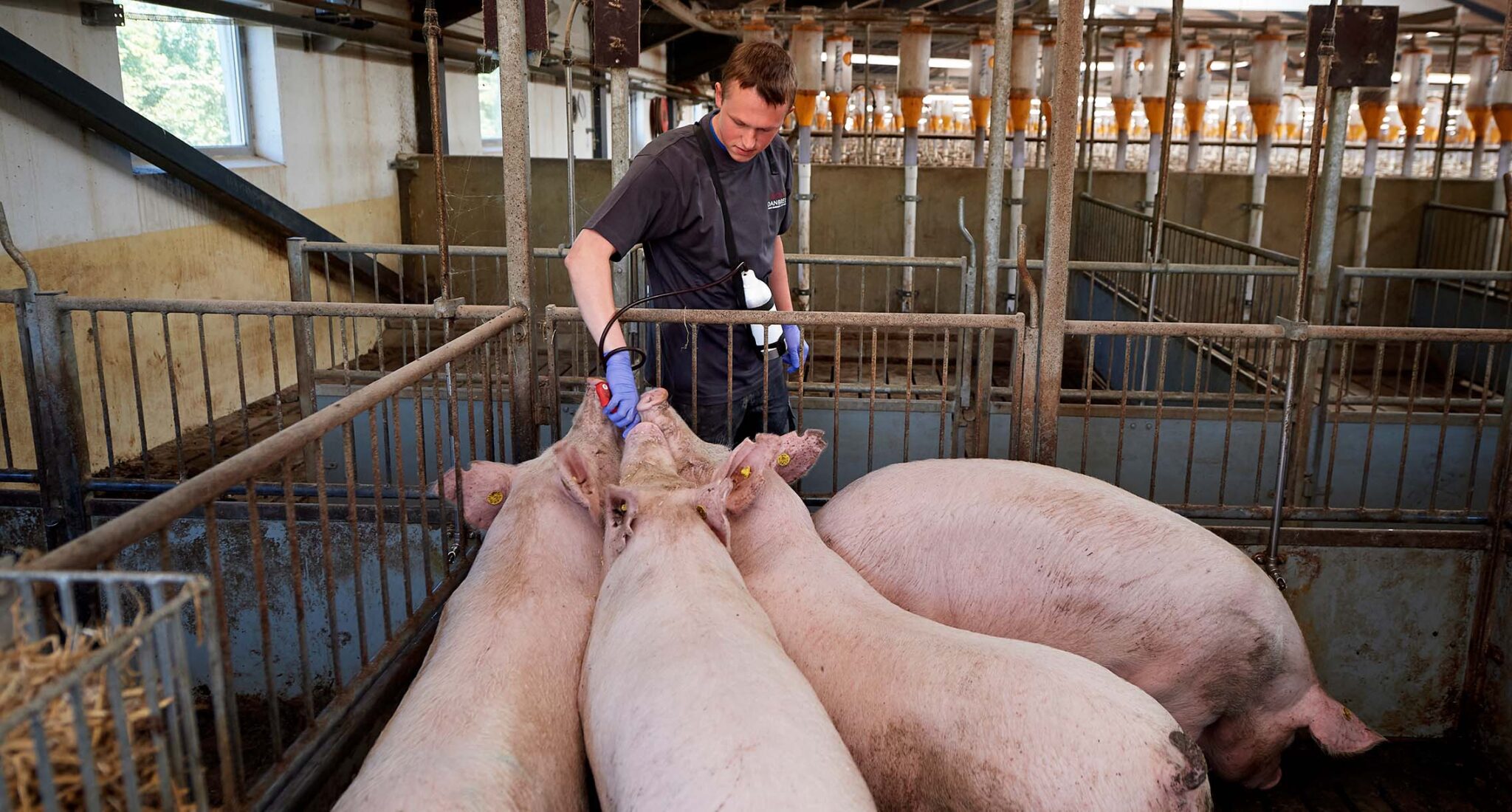 Latest DanBred performance data | DanBred