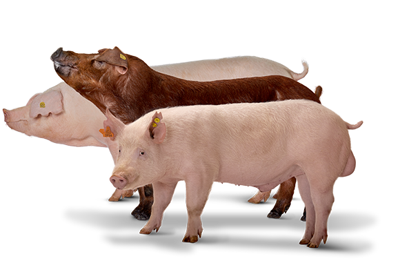 Your business | DanBred