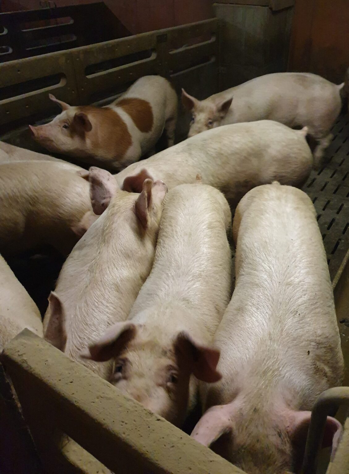 Earl L'oree Du Bois | DanBred Case Stories