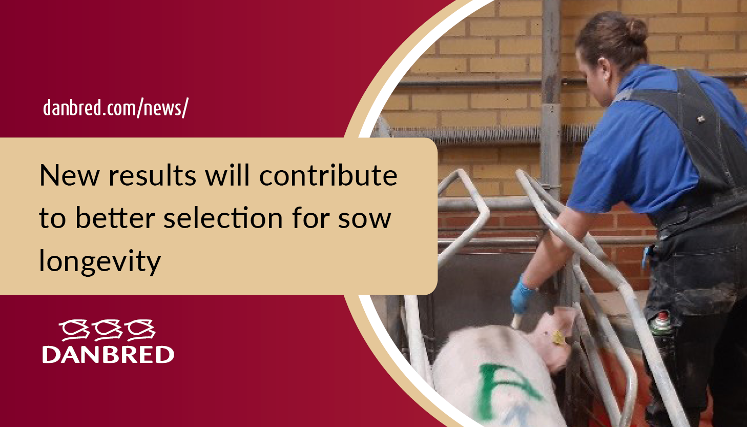 New results will contribute to better selection for sow longevity ...