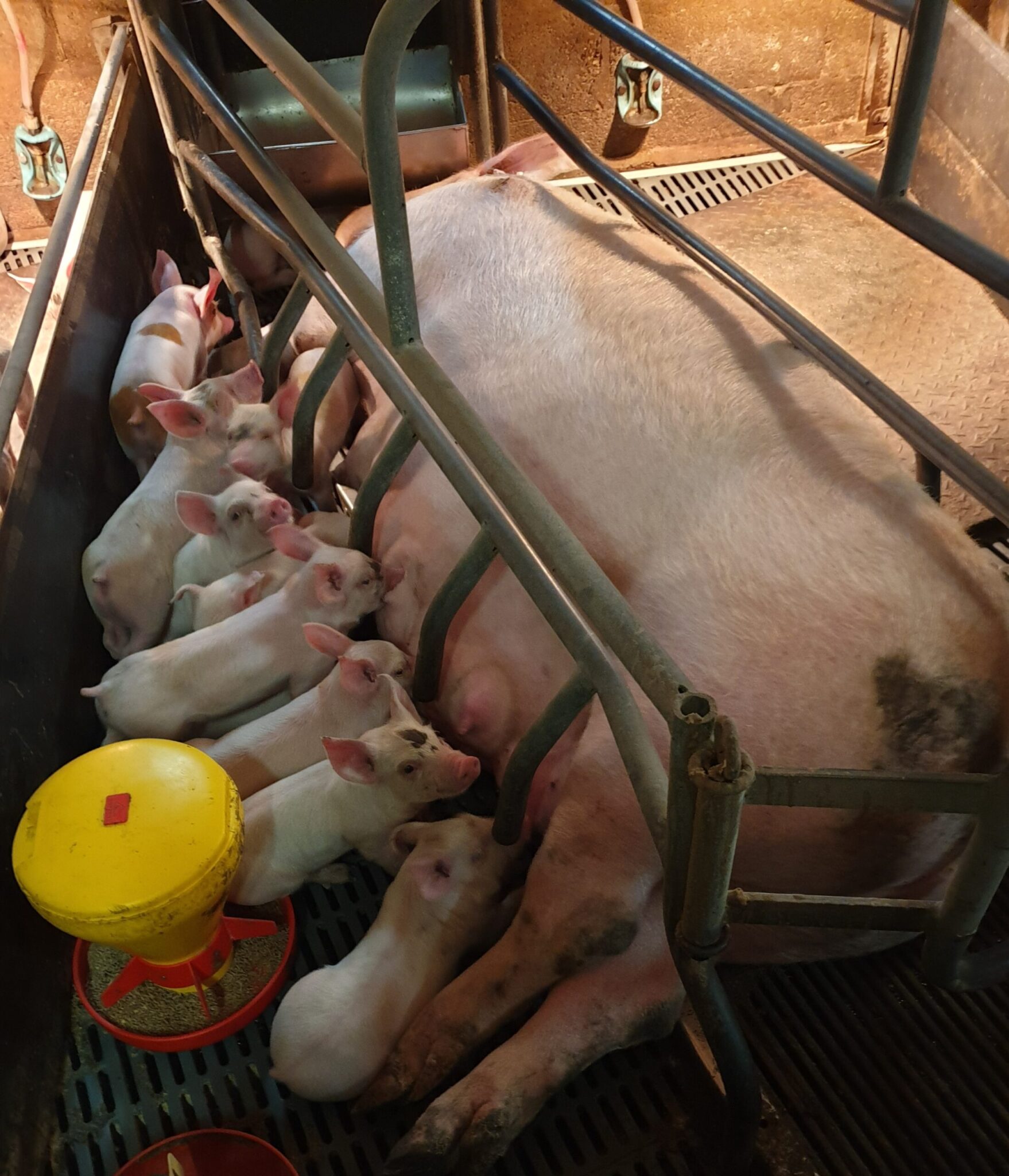 Earl L'oree Du Bois | DanBred Case Stories