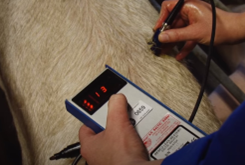 New recommended backfat measurements: Optimise production and reduce ...