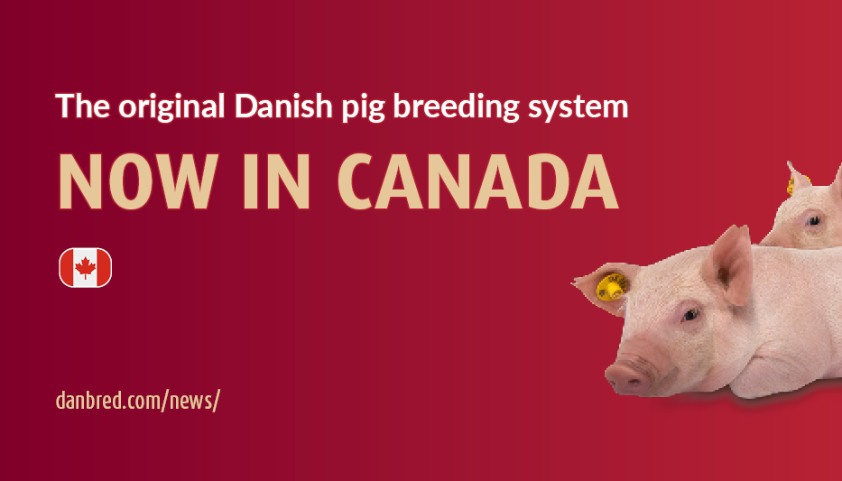 DanBred strengthens its position in North America even further | News ...