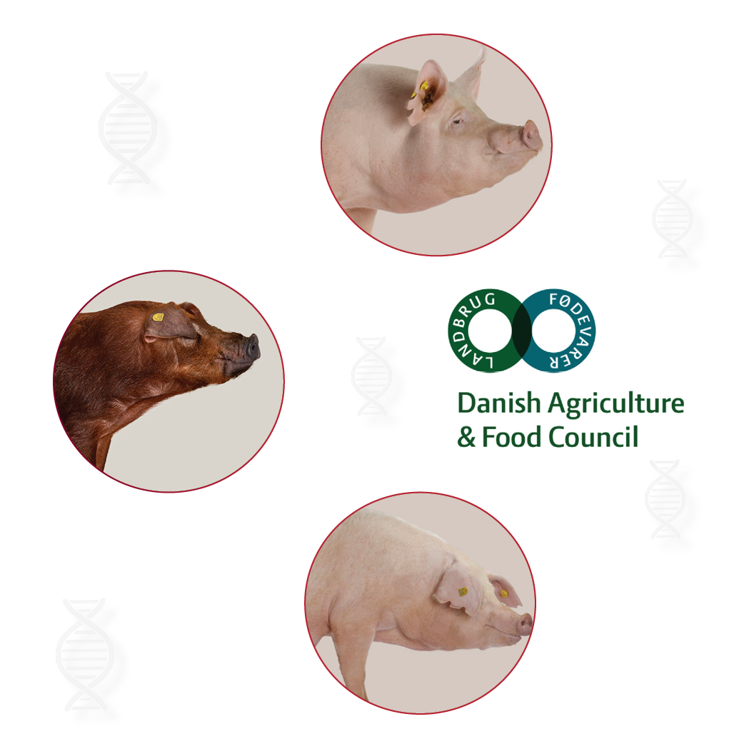 Who we are | DanBred