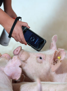 5 top tips for selection of gilts | DanBred