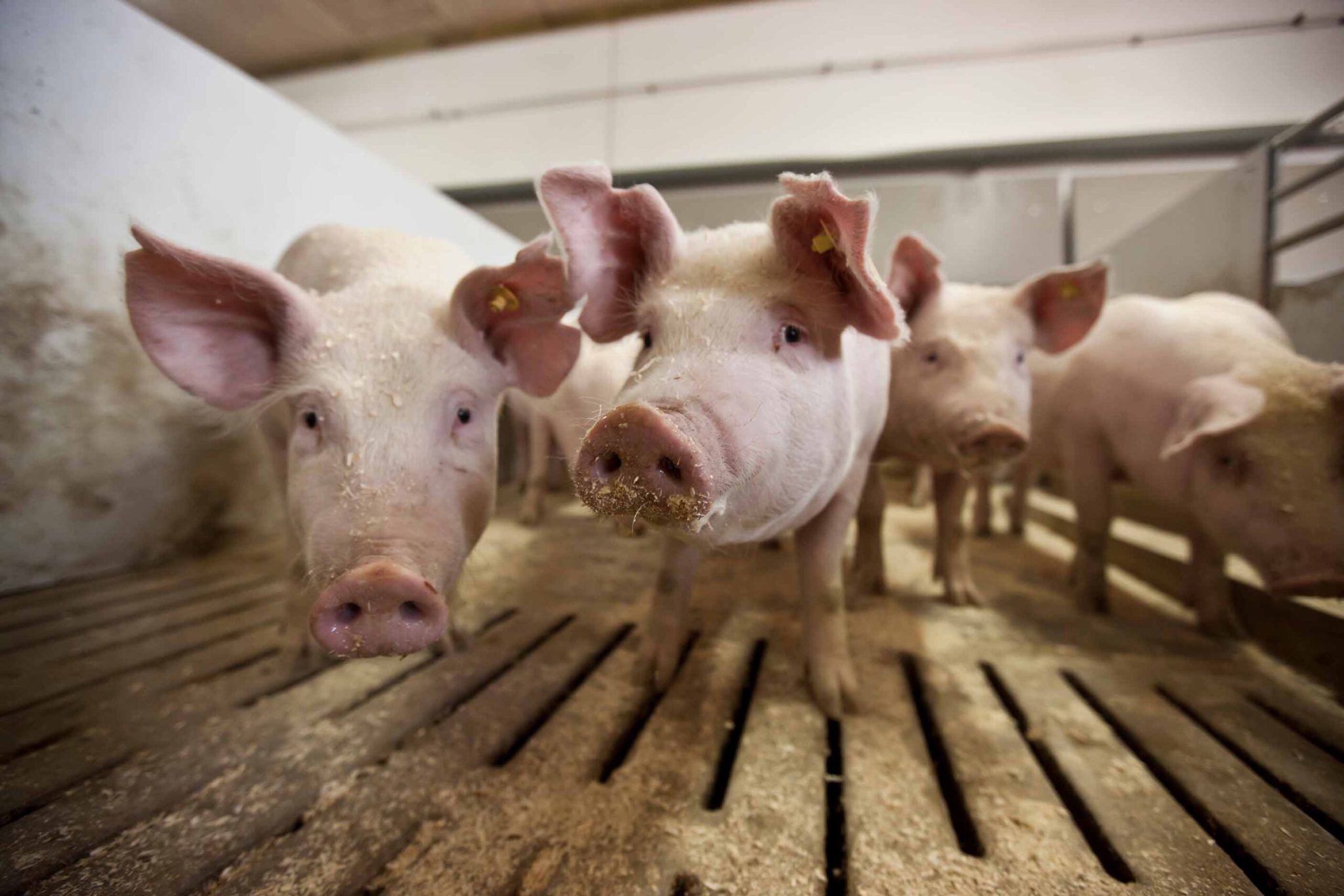 Building robust gilts improves herd productivity | DanBred