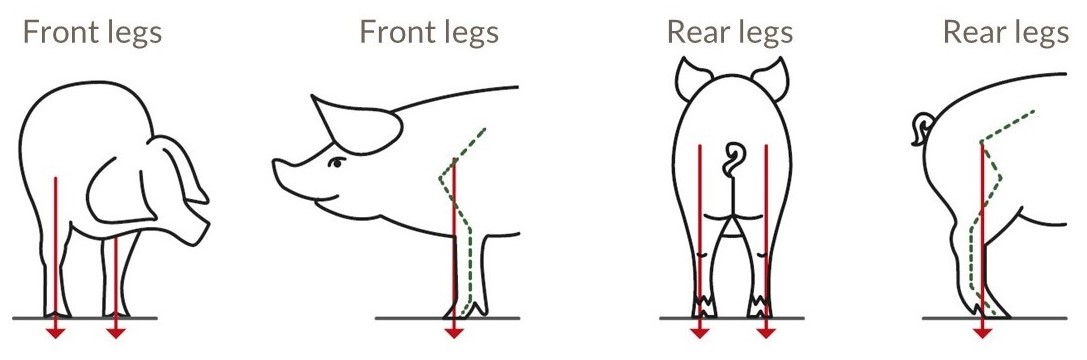 5 top tips for selection of gilts | DanBred