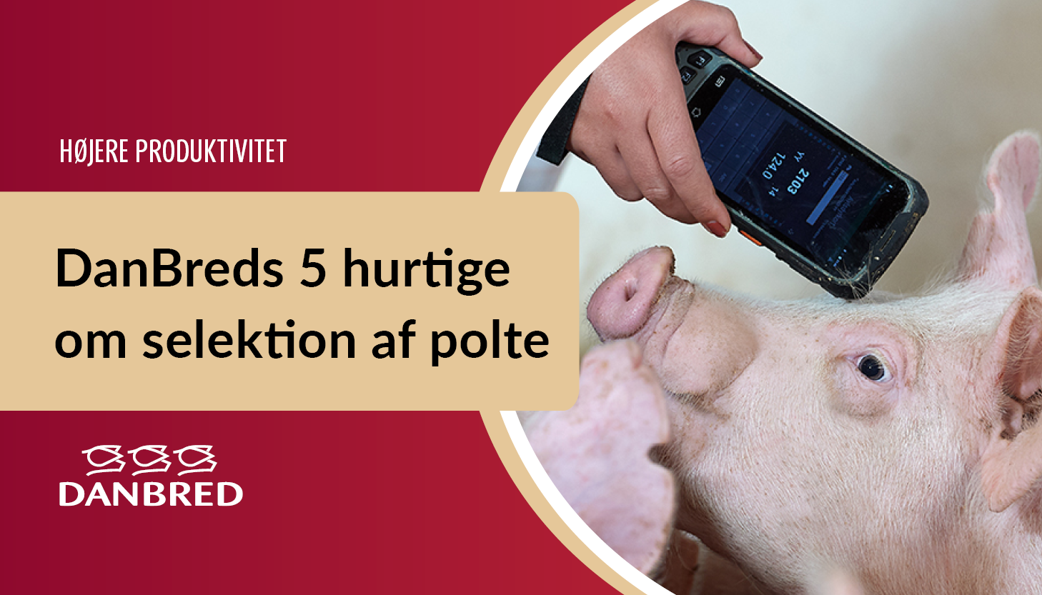 5 hurtige om selektion af polte | DanBred