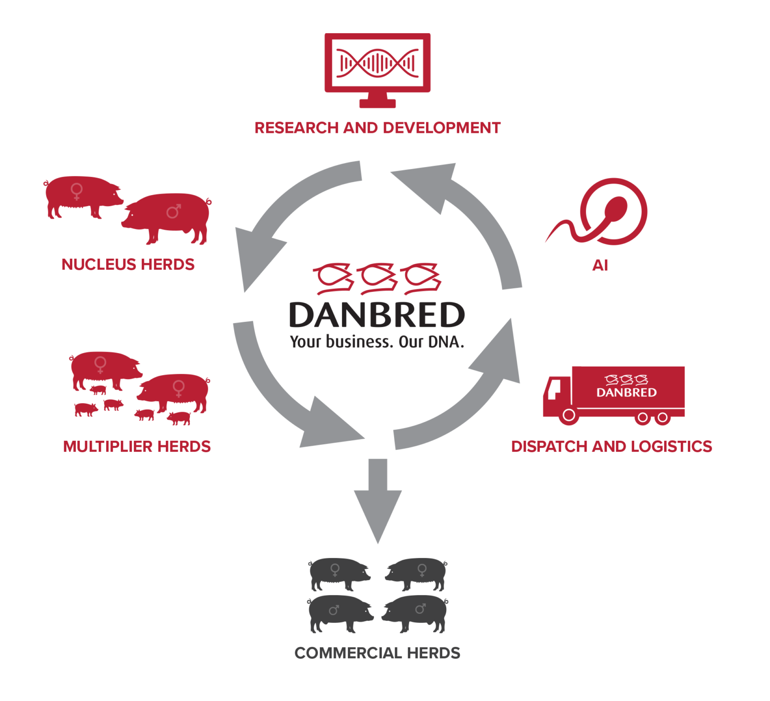 Our Solutions | DanBred