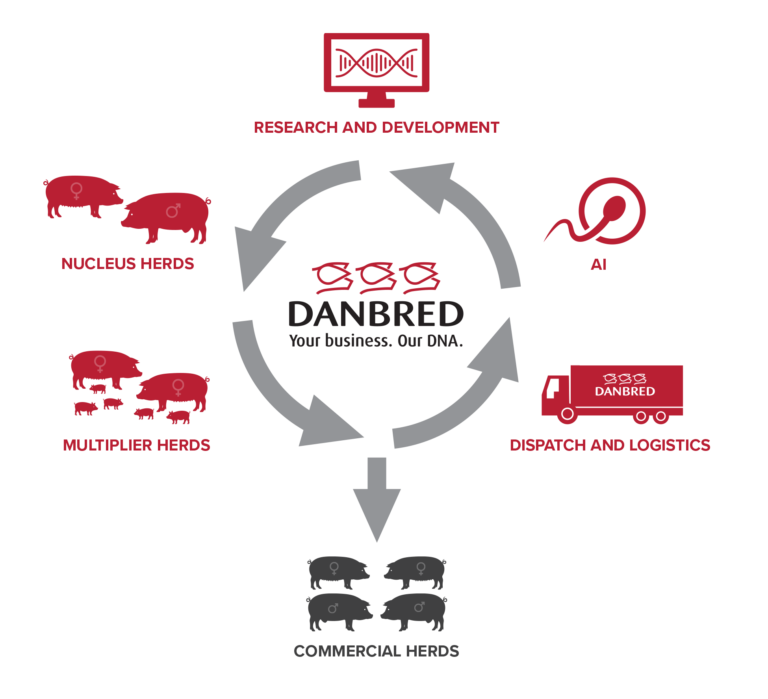 DanBred Swine Genetics in Canada | DanBred