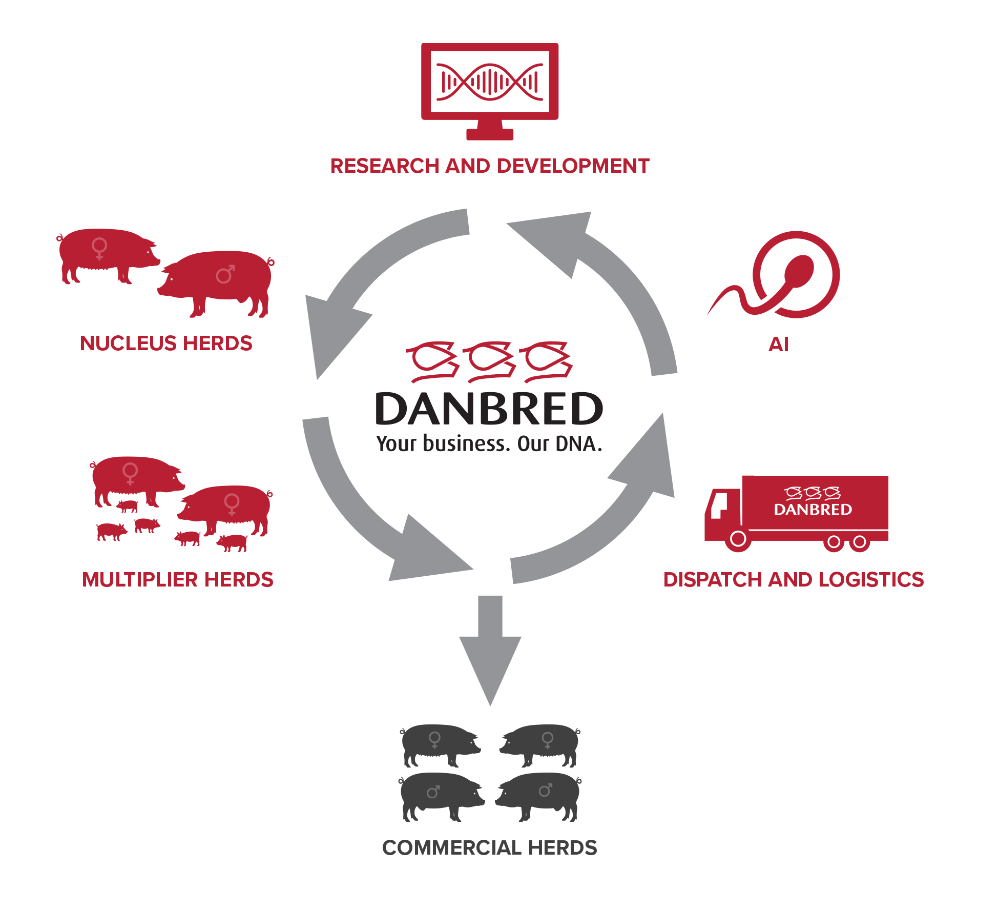 Our Solutions | DanBred