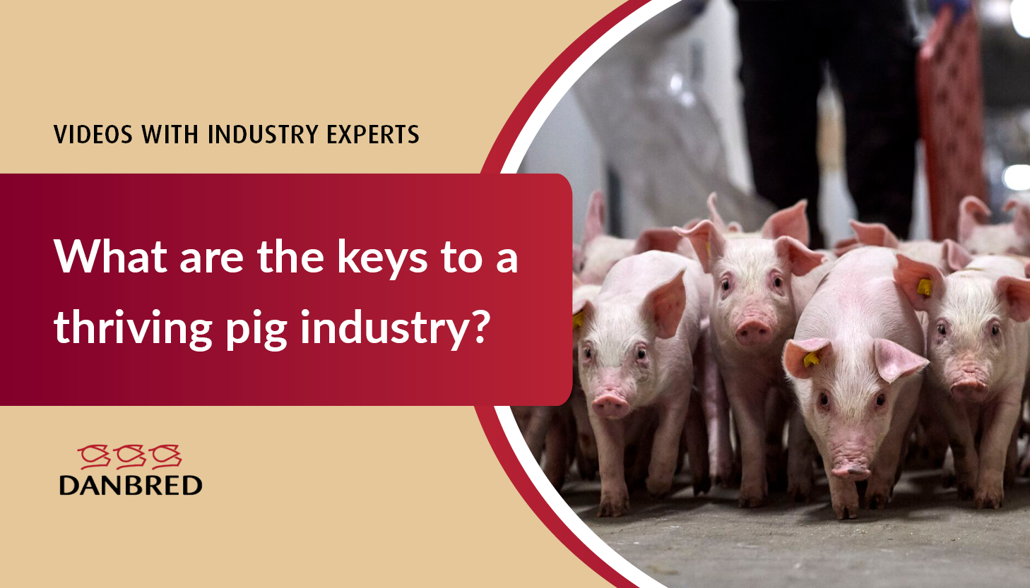 What are the keys to a thriving pig industry in the future? | DanBred