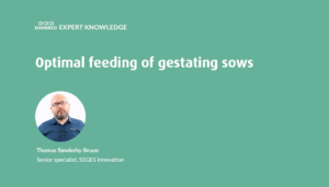 Maximise the potential of your pig production with DanBred | DanBred