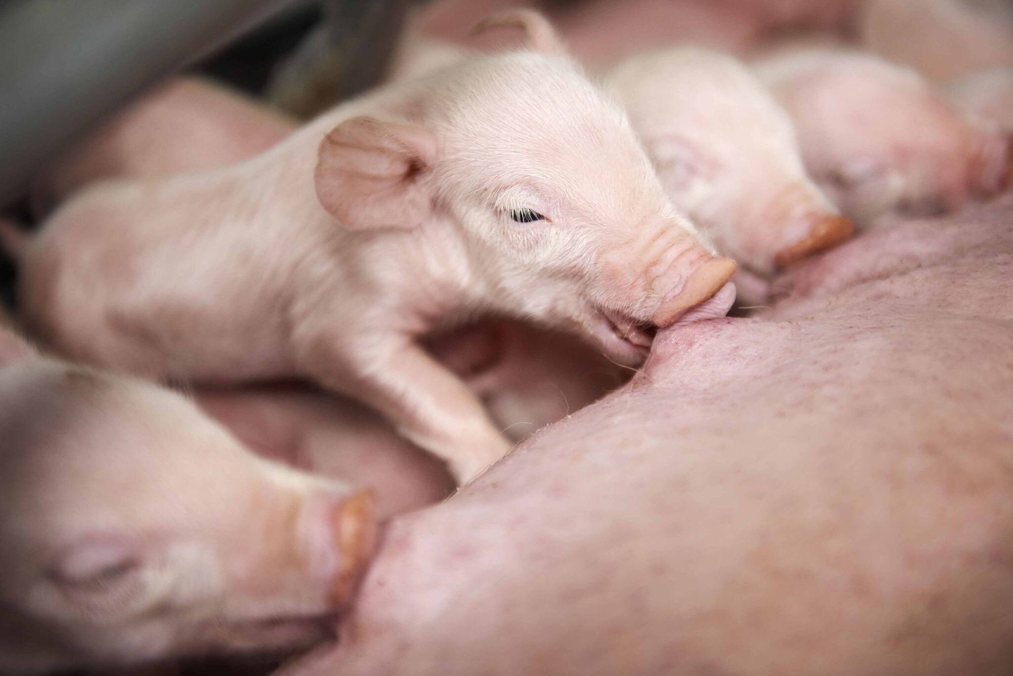 5 tips for weaning healthy piglets with high performance | DanBred