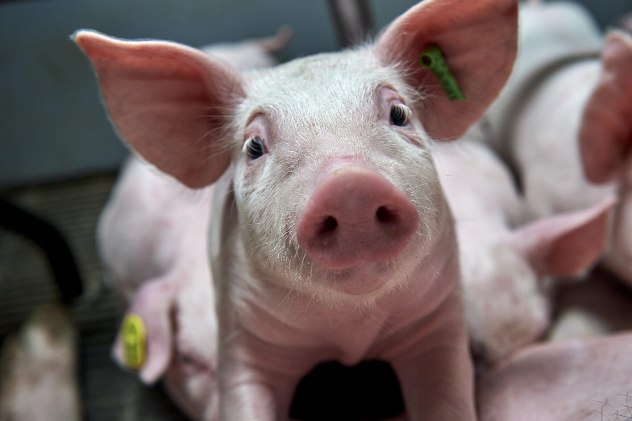 How to avoid heat stress in your pigs during summer | News | Animal Welfare