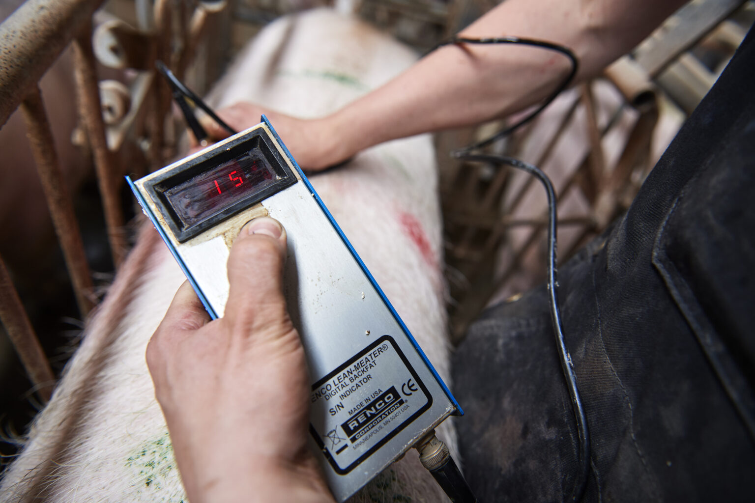 Are you feeding your gestating sows correctly? | News | Productivity ...