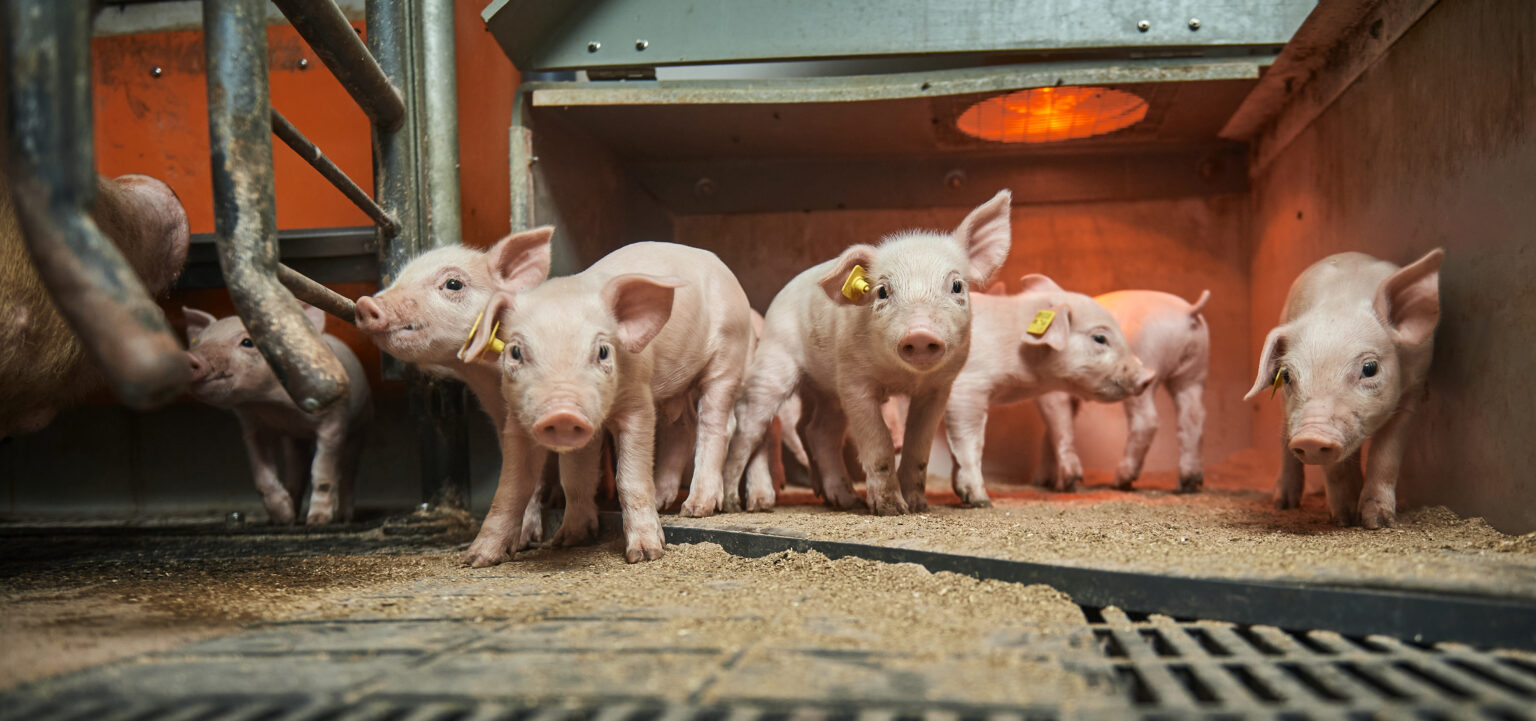 The impact of balanced breeding on piglet vitality | News | Animal Welfare