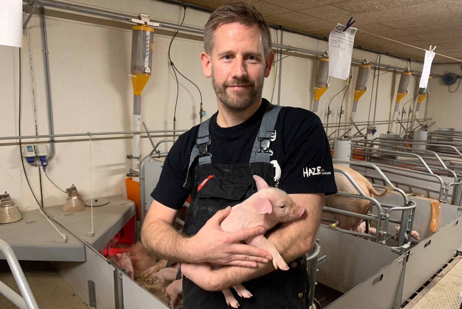 More pigs and easier management after switch | News | Animal Welfare