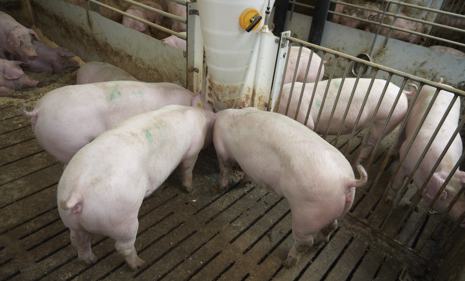 Optimal finishing feed strength for finishers has increased | News ...